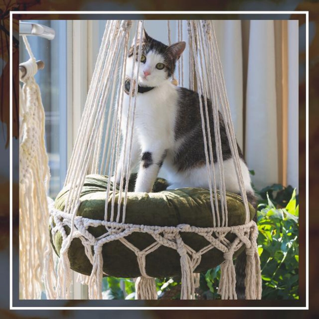 Hanging Macrame Catbed Macrame Cat Bed Cathammock Catswing Macrame ...