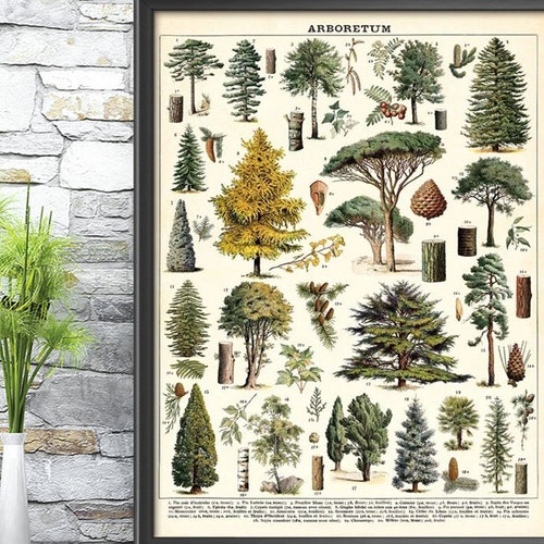 Chestnut Tree Art Print Home Decor Tree Antique Botanical | Etsy