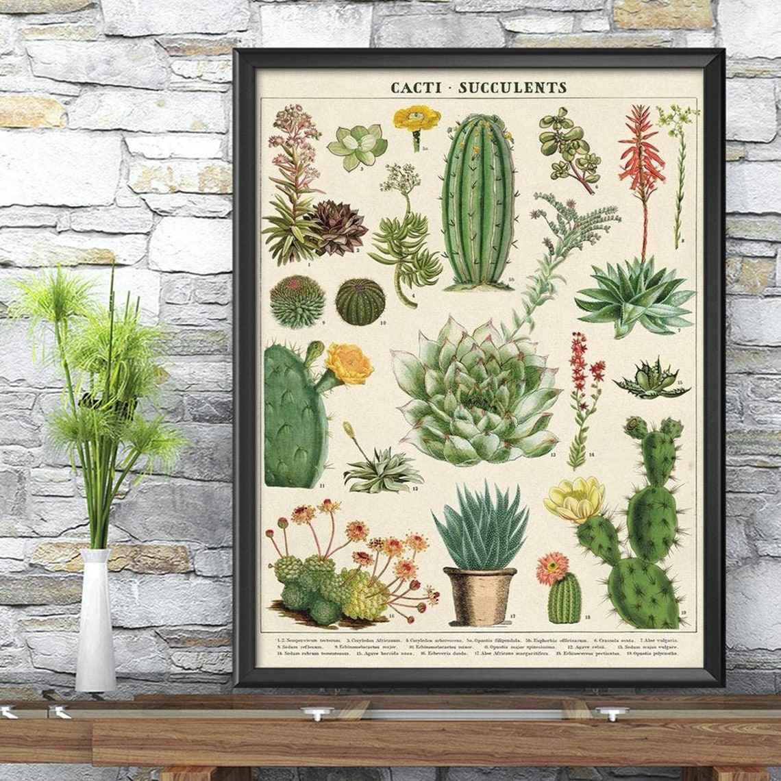 Cacti Succulents Poster Succulents Poster Plants Poster - Etsy UK