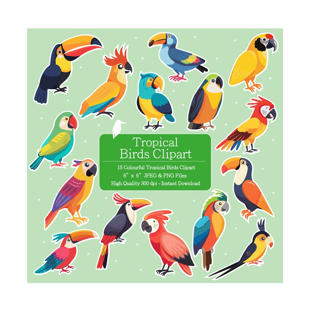 Cartoon Tropical Birds Clipart – Colorful PNG & JPEG Images (instant ...