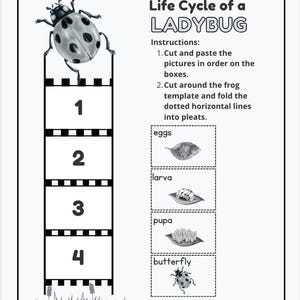 Ladybug Life Cycle Printable | Cut & Paste Science Activity for ...