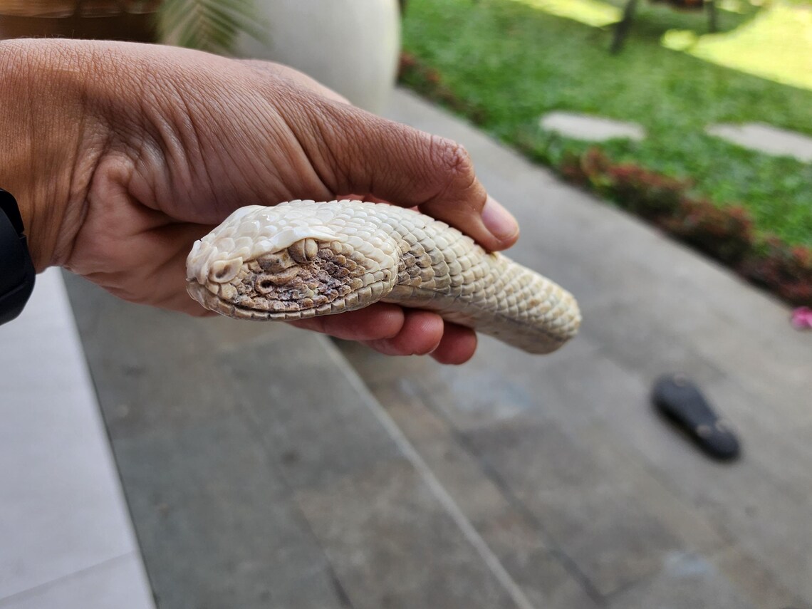 Antler Carving Ratlle Snake for Knife Handle - Etsy