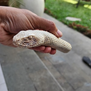 Antler Carving Ratlle Snake for Knife Handle - Etsy