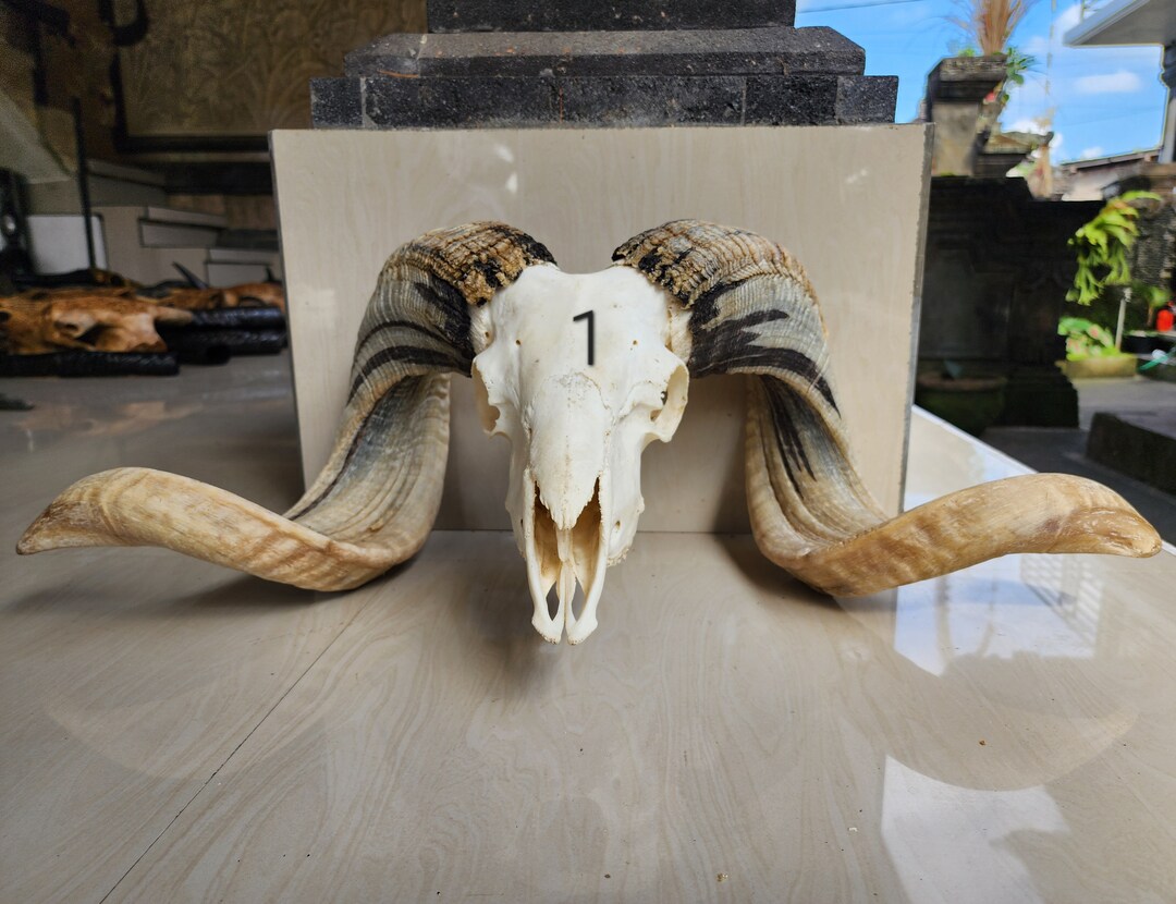 Rare Skull Art Ram Skull - Etsy