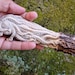 Deer Antler Carving Skull Octopus for Knife Handle - Etsy