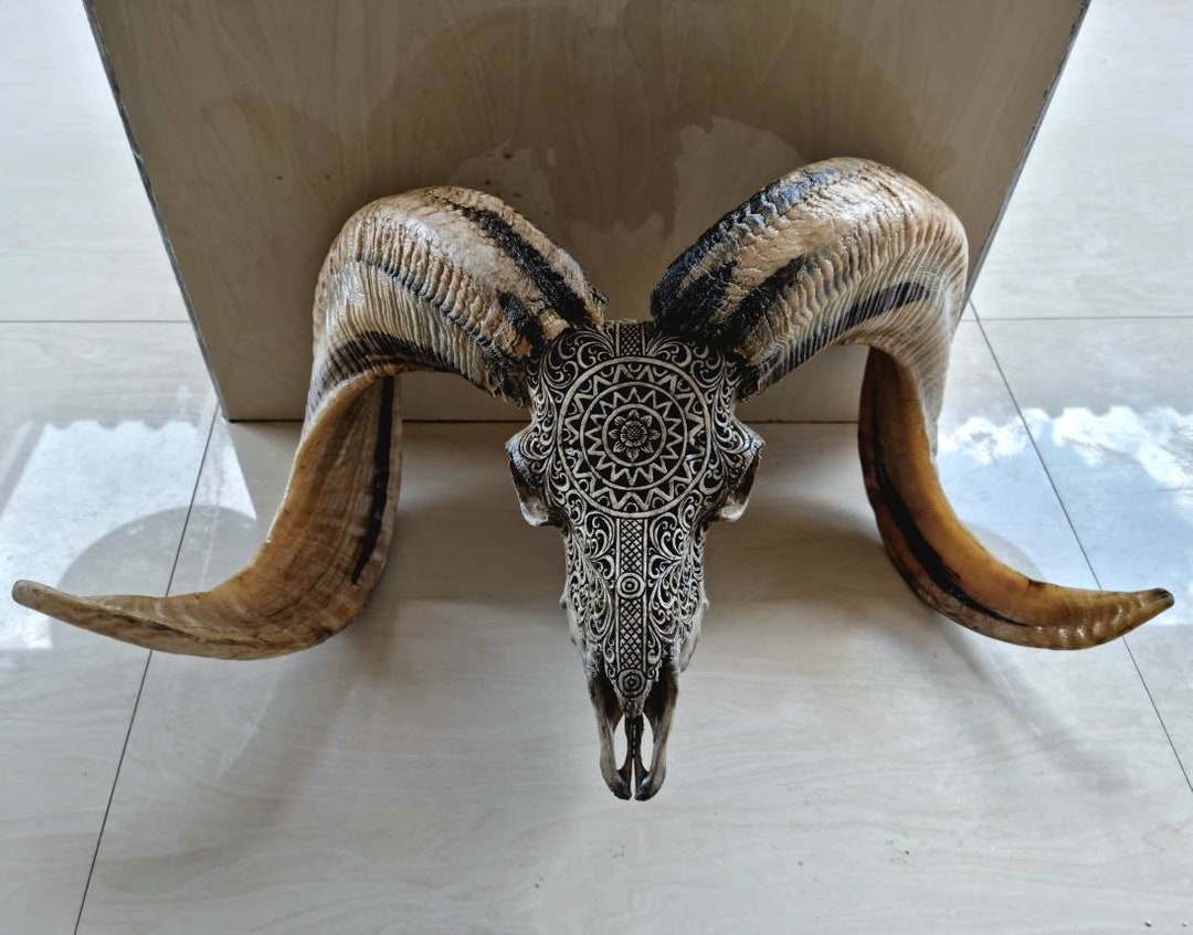 Carve Ram Skull Carving Round - Etsy