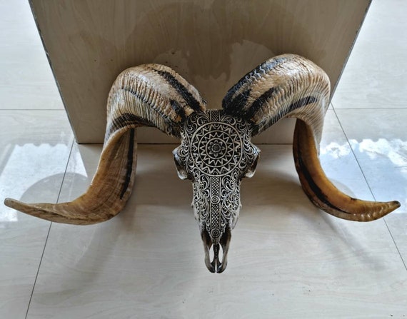 Carve Ram Skull Carving Round - Etsy