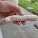 Antler Carving Ratlle Snake for Knife Handle - Etsy