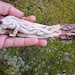 Deer Antler Carving Skull Octopus for Knife Handle - Etsy
