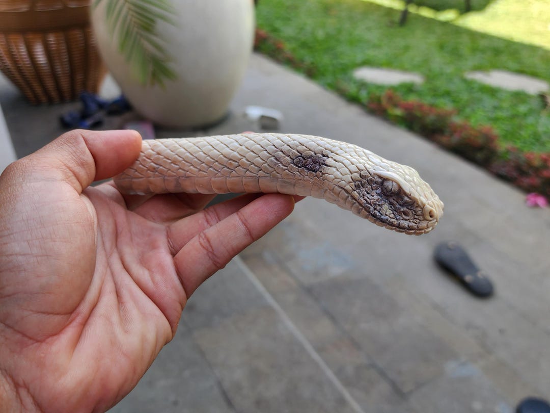 Antler Carving Ratlle Snake for Knife Handle - Etsy