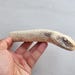 Antler Carving Ratlle Snake for Knife Handle - Etsy