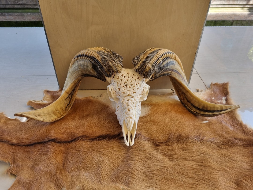 Carved Ram Skull Celtic Snack - Etsy