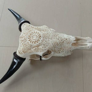 Carved Cow Skull Carving Round in Patern - Etsy