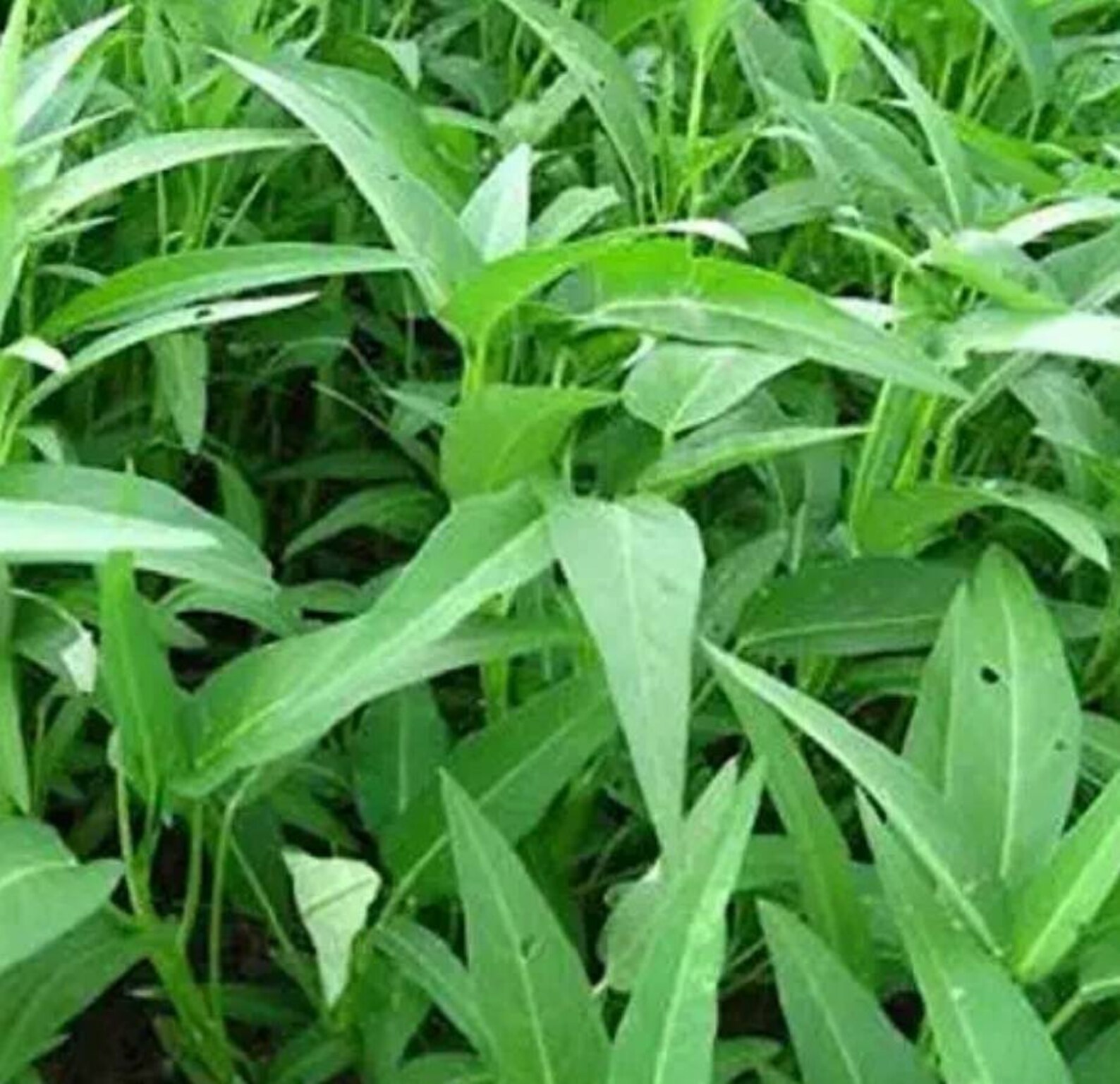 Water spinach seeds_ thai kangkong seeds a ceylonlife | Etsy