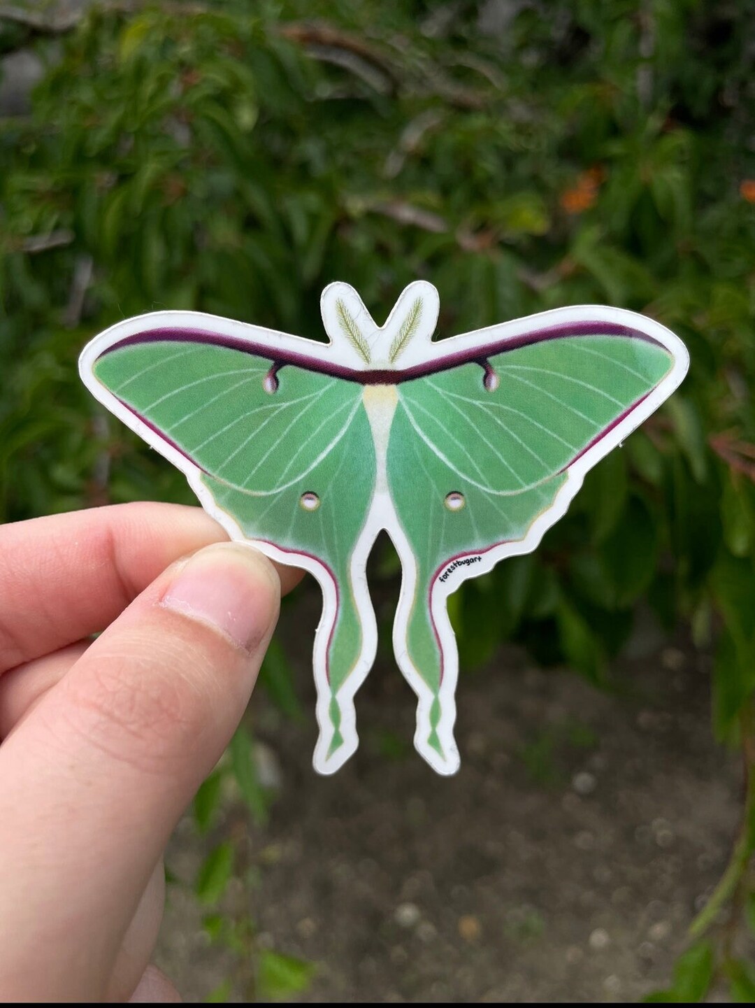 Luna Moth Sticker | Colorful Moth Sticker | Actias Luna Sticker ...