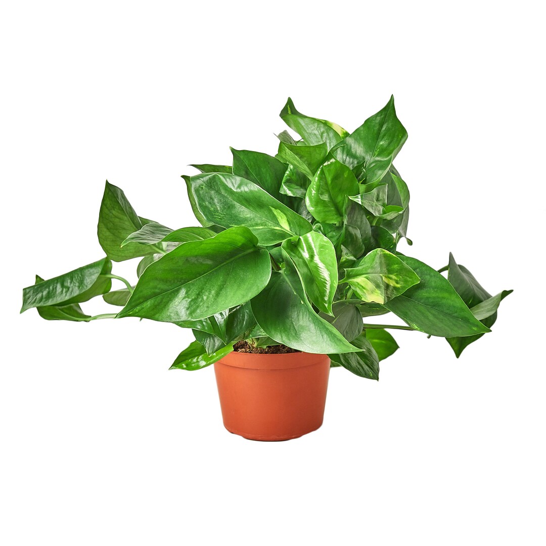Golden Pothos Classic Indoor Vine Devil's Ivy - Etsy
