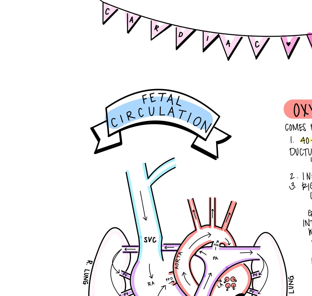 Fetal Circulation : Nicu Nursing & Nnp Notes - Etsy