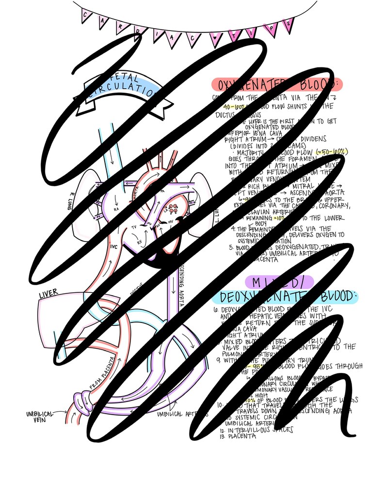 Fetal Circulation : Nicu Nursing & Nnp Notes - Etsy