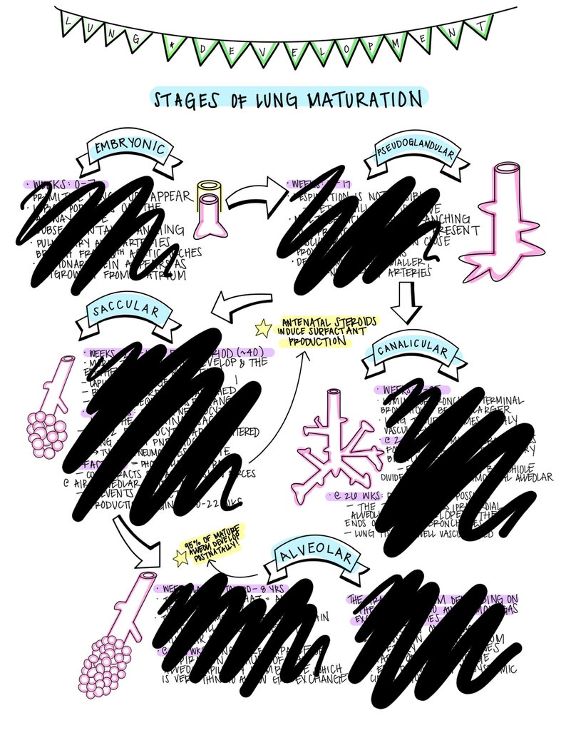 Stages of Lung Maturation: Nicu Nursing & Nnp Notes - Etsy