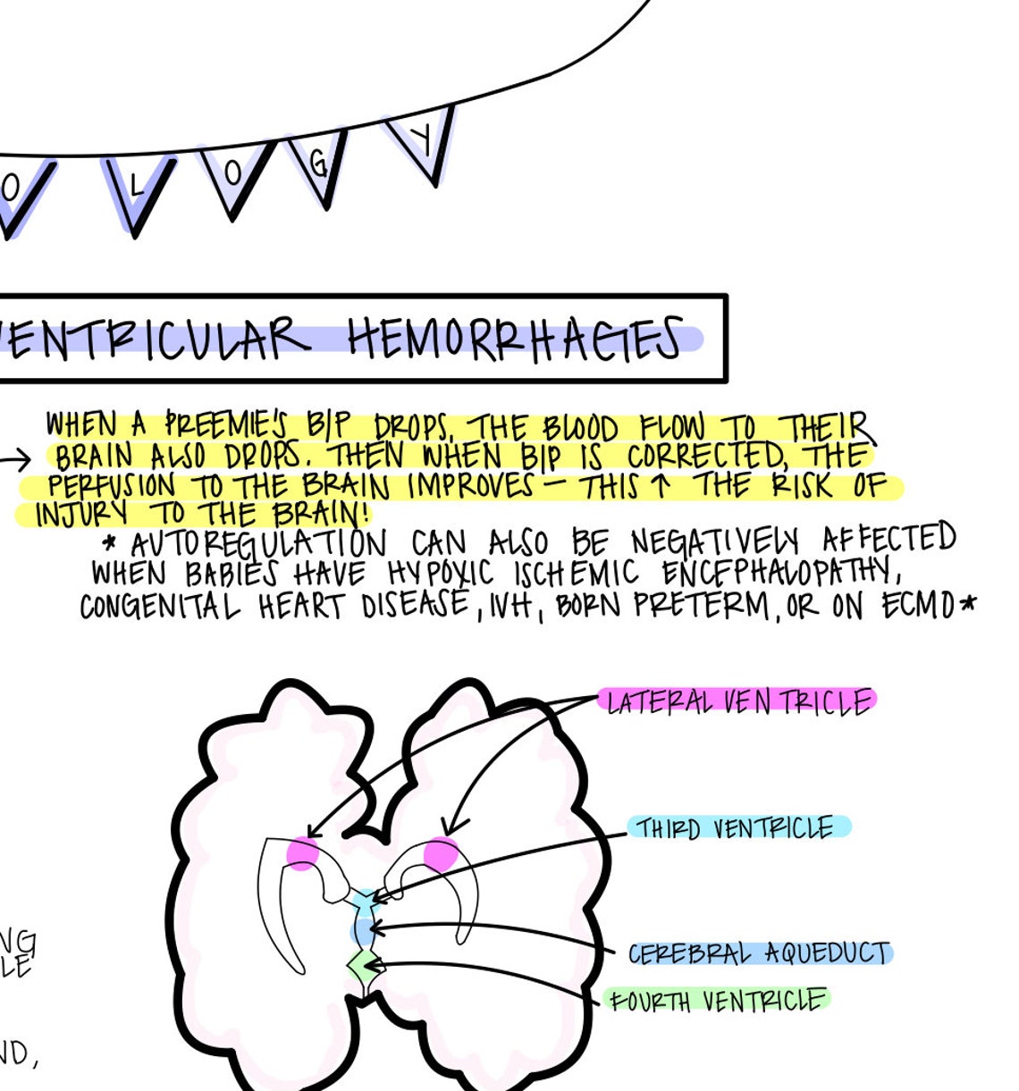 Neurology- IVH and PVL: Nicu Nursing & Nnp Notes - Etsy