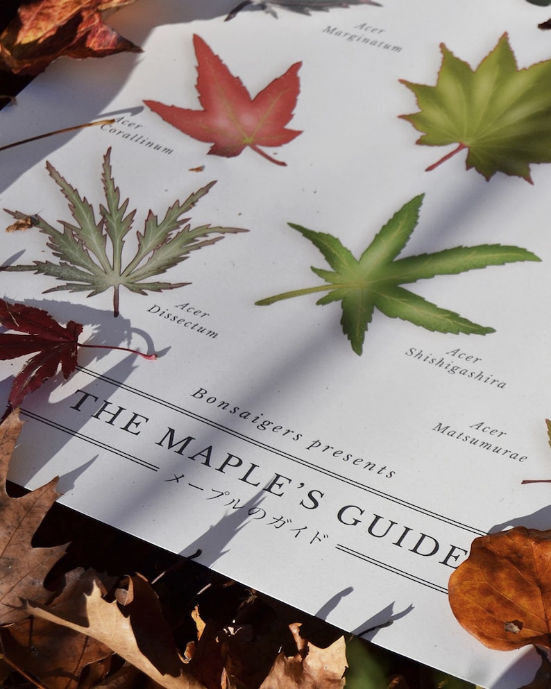 Limited Edition Print 'MAPLE'S GUIDE' A2 Size Woodstock Betulla Paper ...