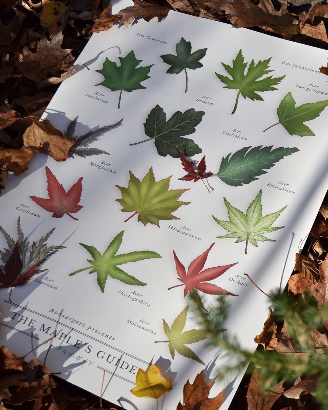 Limited Edition Print 'MAPLE'S GUIDE' A2 Size Woodstock Betulla Paper ...