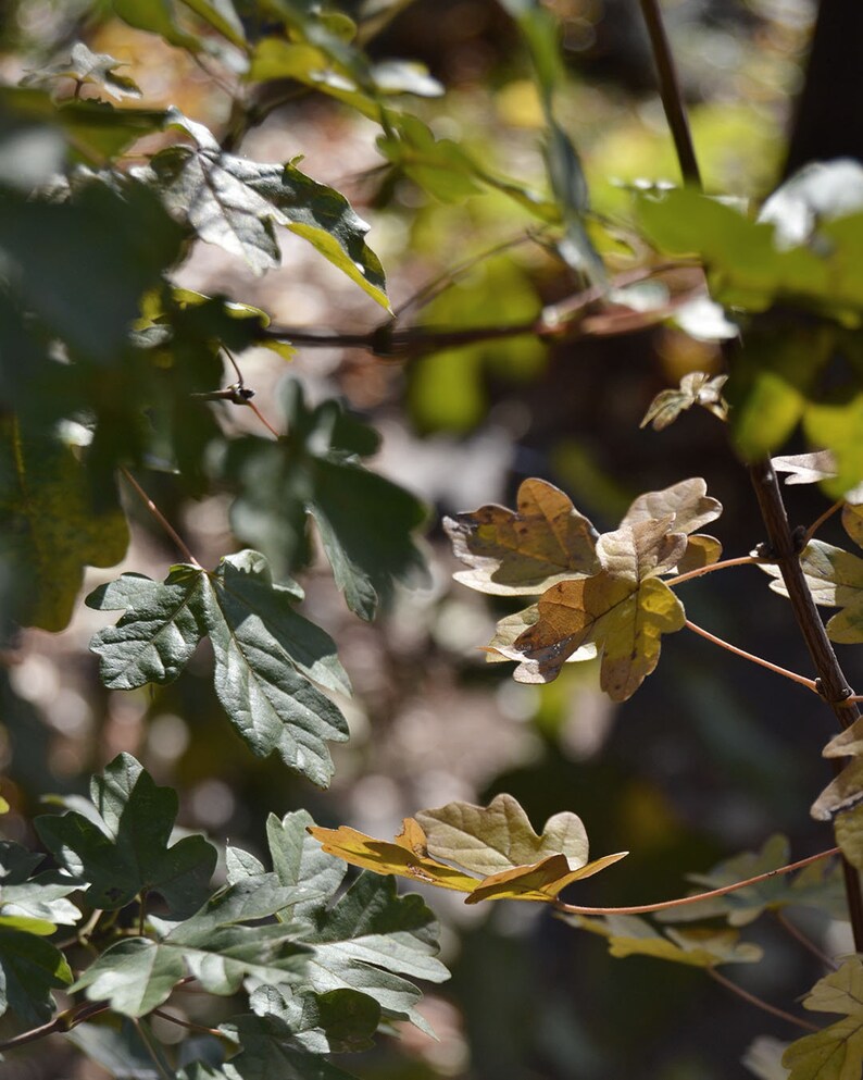 Limited Edition Print 'MAPLE'S GUIDE' A2 Size Woodstock Betulla Paper ...