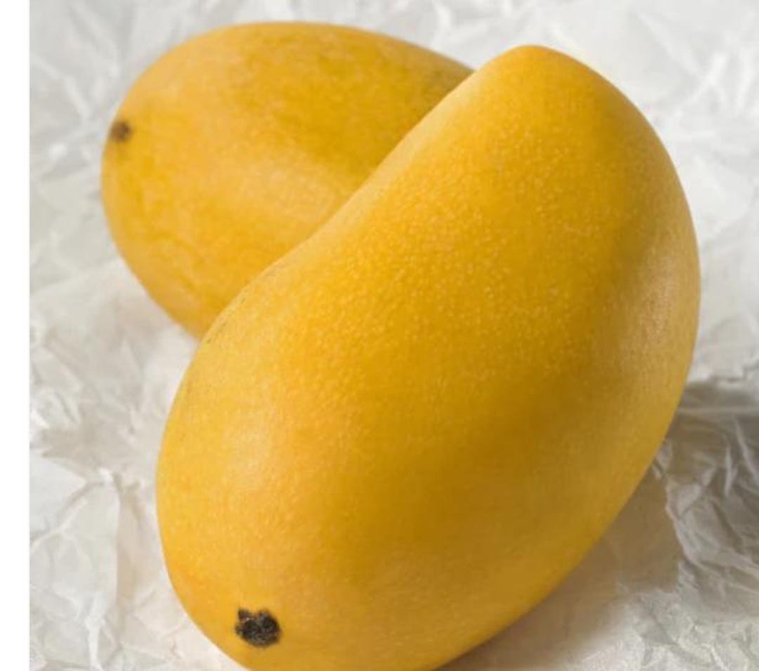 2 Manila Mango Cuttings Scions for Grafting - Etsy
