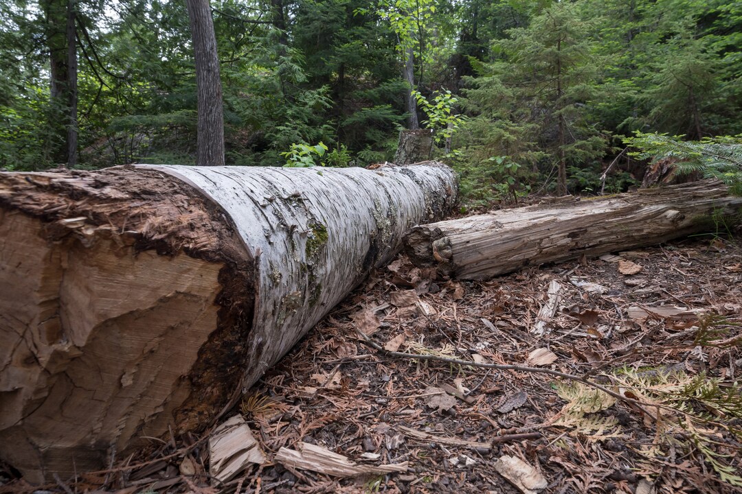 A Fallen Birch Tree Lines the Grounds of the Forest Nature Digital ...