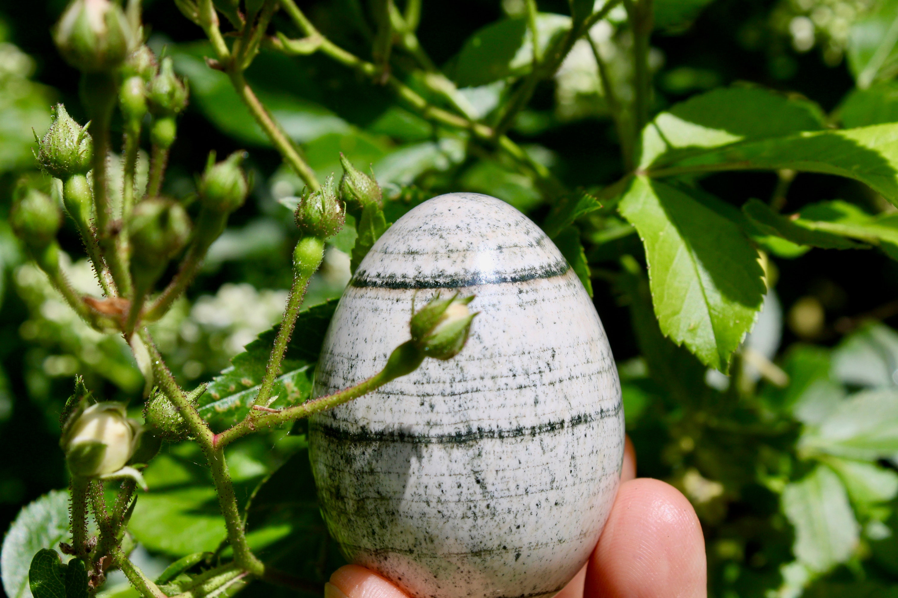 Skarns or Tactites Yoni Egg Medium Size Striped White and - Etsy