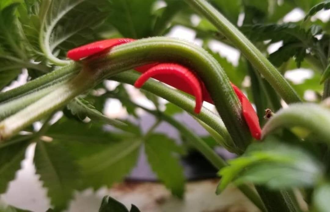 Cannabis LST (low Stress Training) Plant Training Clips - Reusable ...