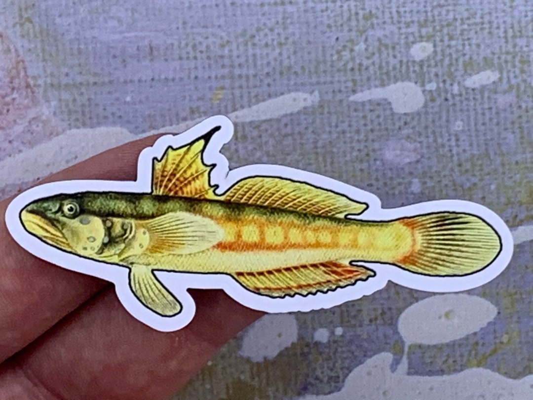 Sleeper Blue Dot Goby (valenciennea Sexguttata) Magnet - Etsy