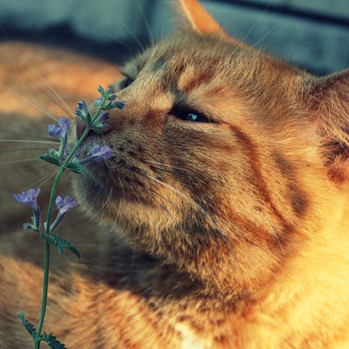 MEOWMINT - Etsy