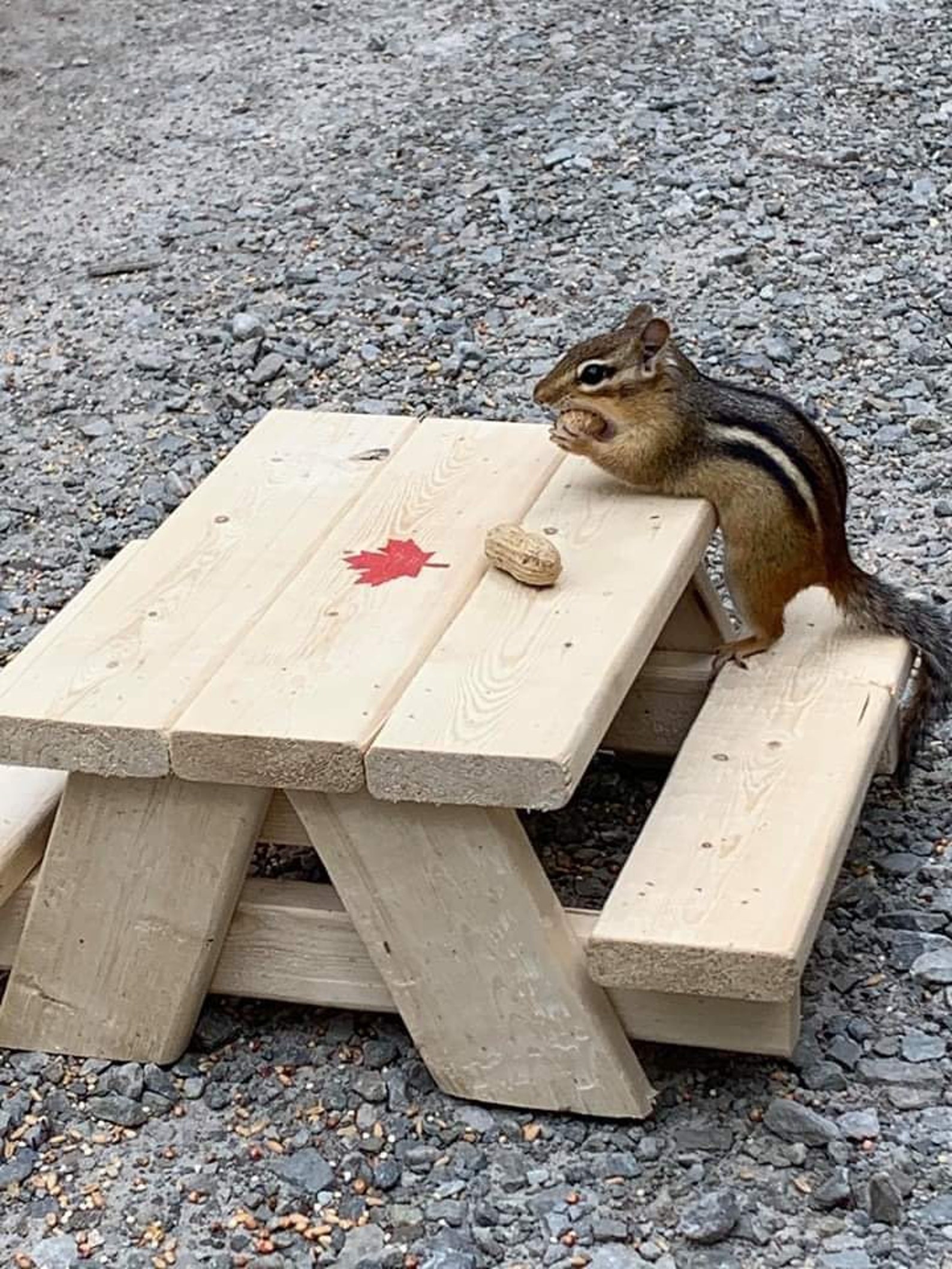 Mini Picnic Table for Cats Small Dogs and Other Small - Etsy