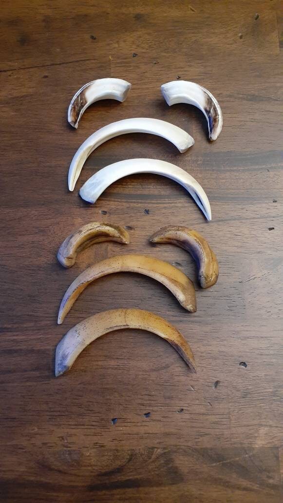 Resin Boar/ Pig/ Hog Tusks Set of 4 Man-made - Etsy
