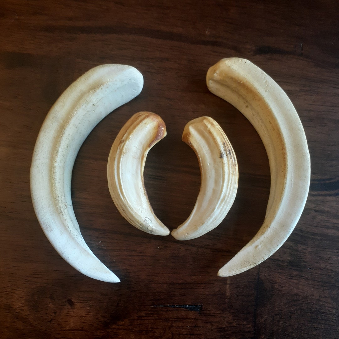 Resin Boar/ Pig/ Hog Tusks Set of 4 Man-made - Etsy