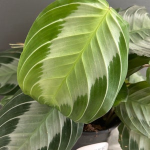 Silver Band Maranta Prayer Plant - Etsy