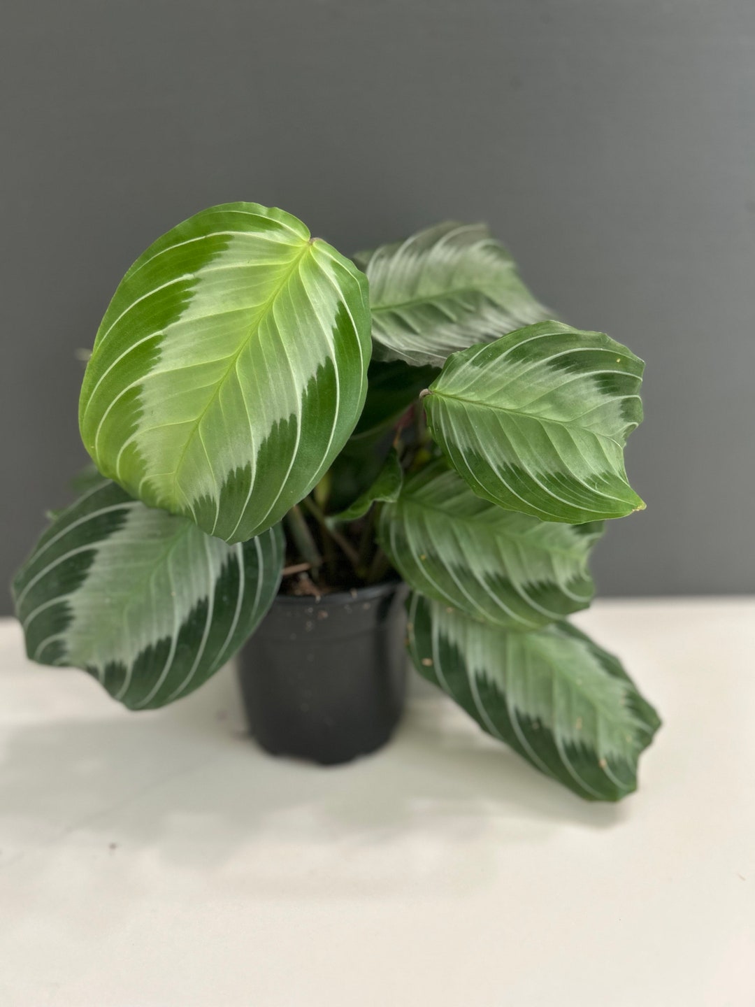 Silver Band Maranta Prayer Plant - Etsy