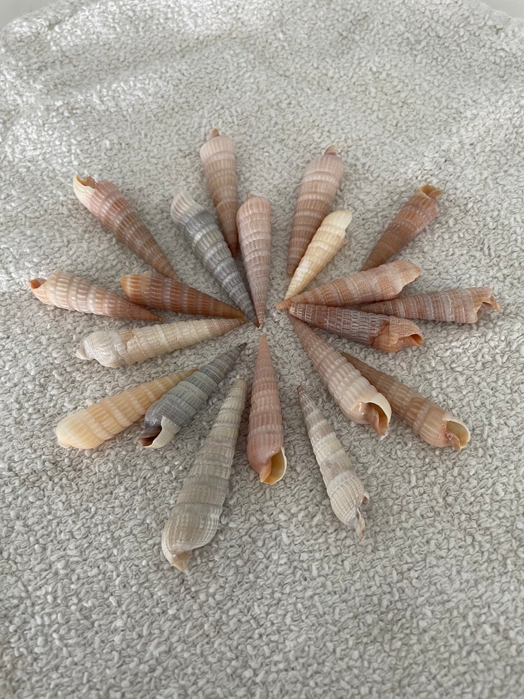 American Auger Shells From Destin, FL - Etsy