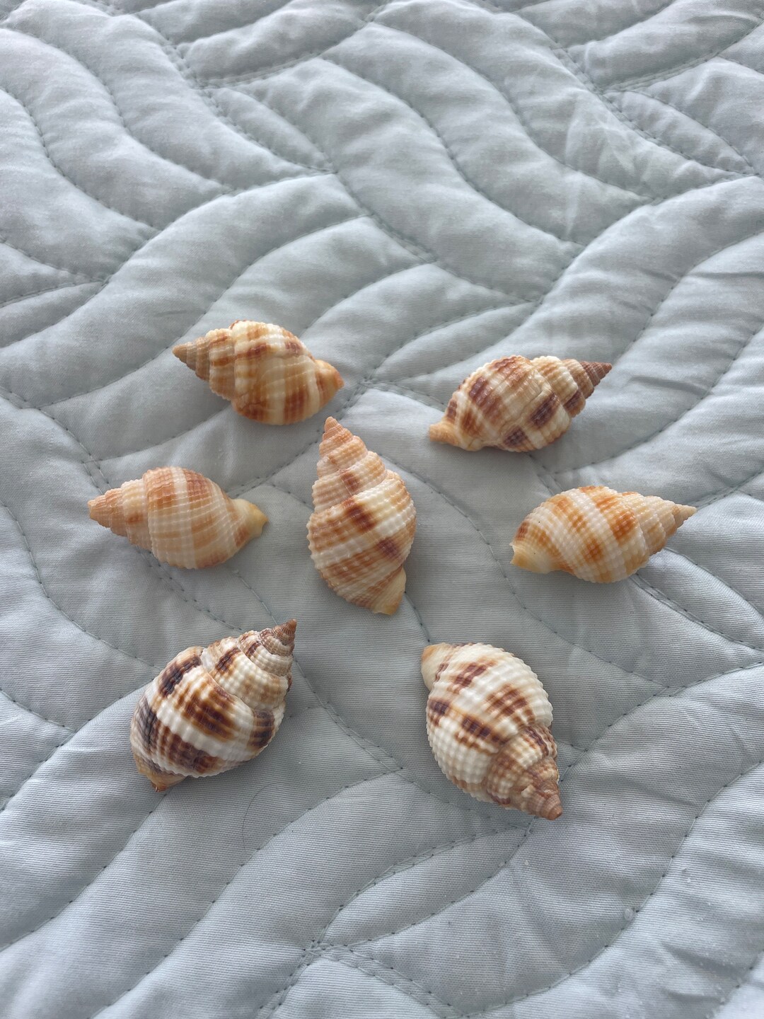 Nutmeg Shells 1 1.5 . 4 Shells - Etsy