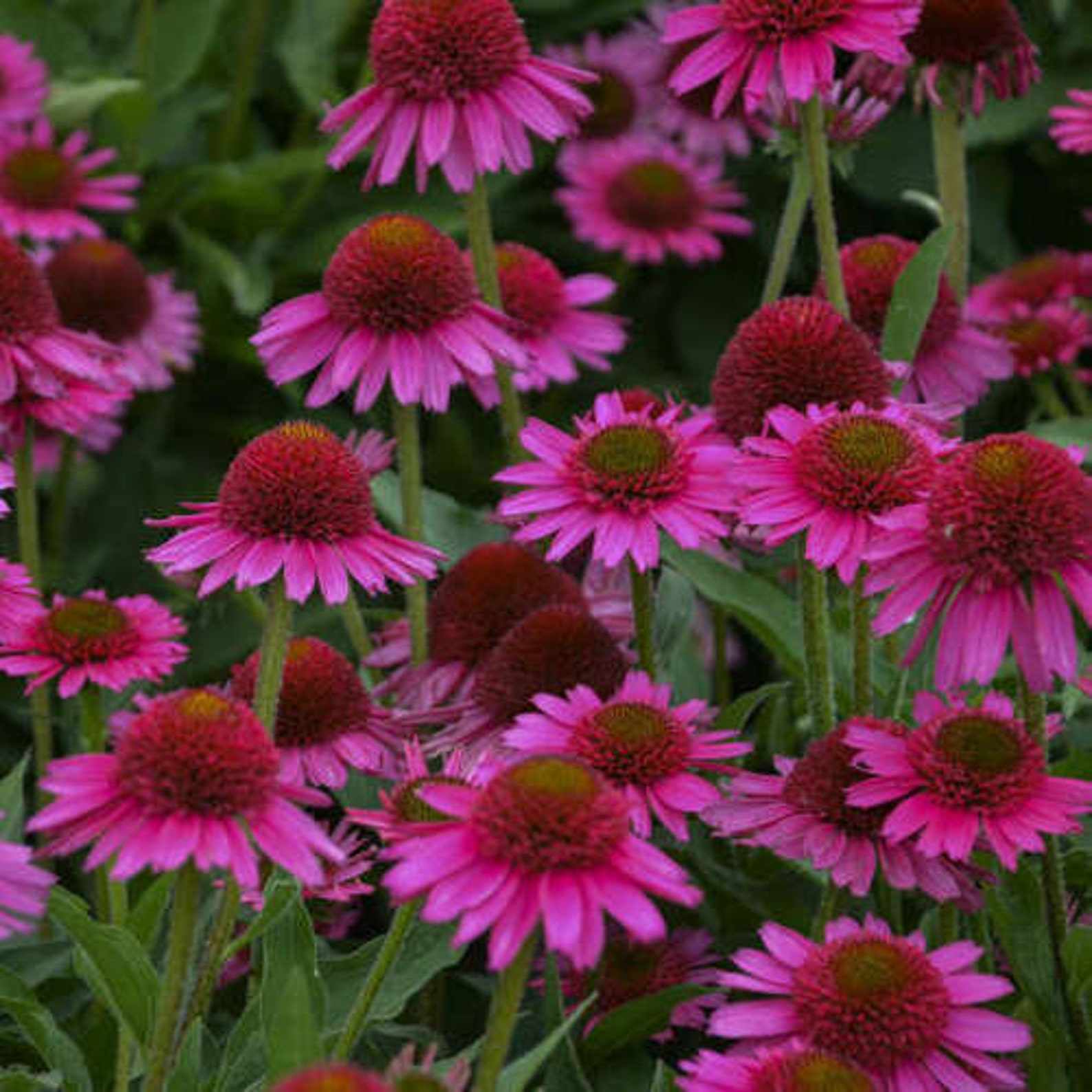 Bright Pink Coneflower Seeds Echinacea Flower Perennial Bloom | Etsy