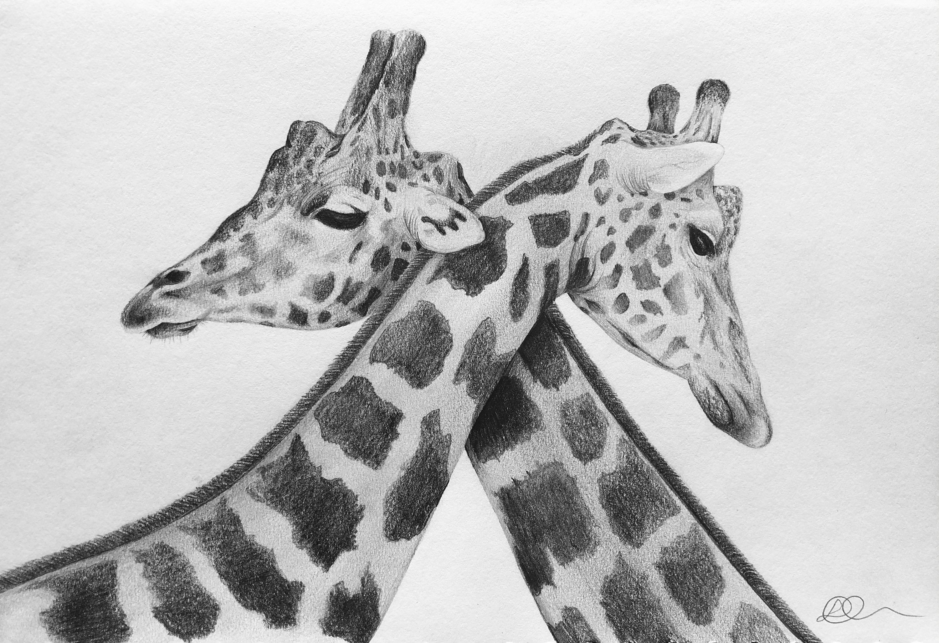 GIRAFFE ARTWORK / ANIMAL Drawing Graphite Sketch / Giraffe Wall Art ...