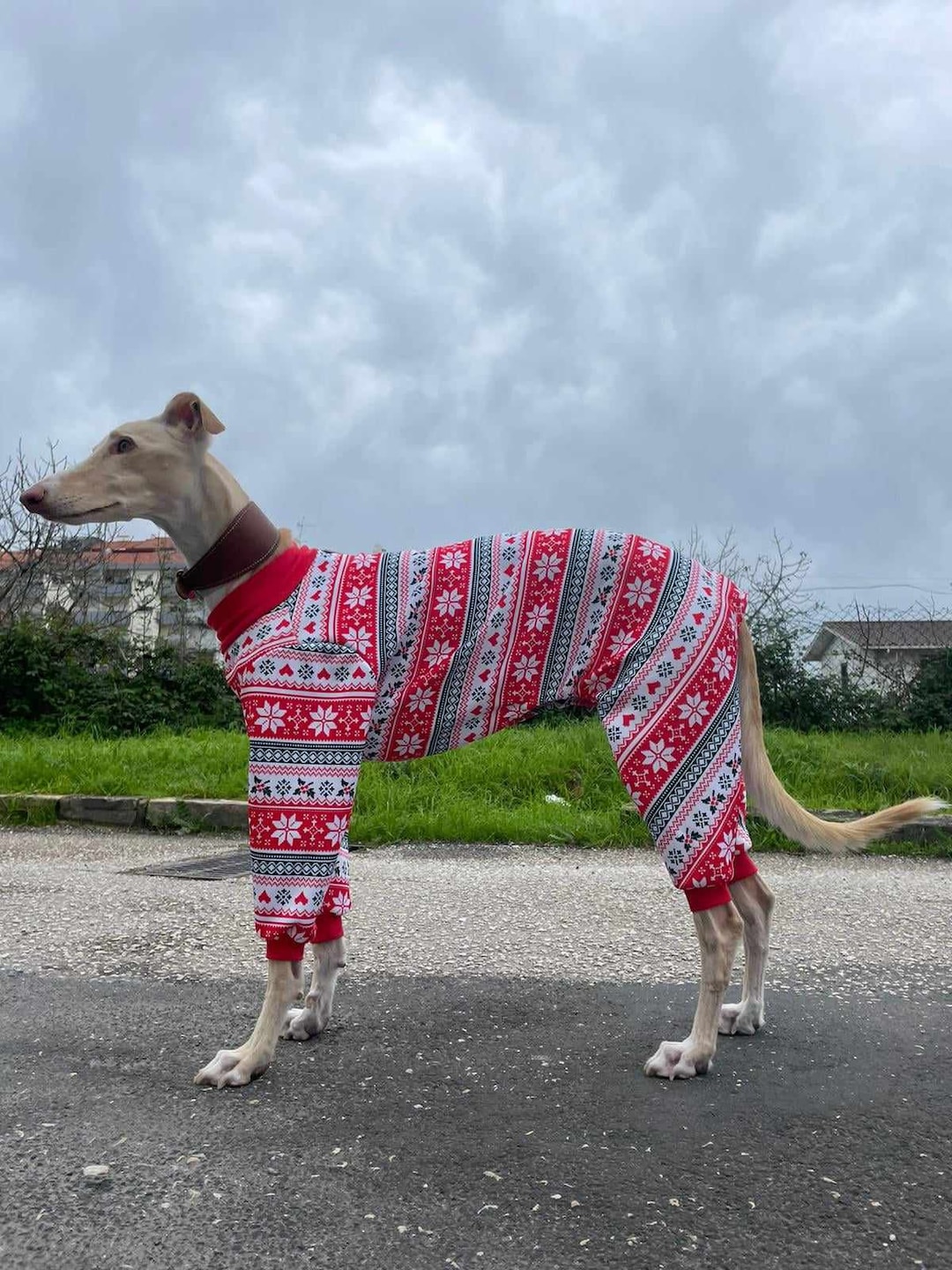 Dog Christmas Pajama All Sizes Pajama Greyhound Whippet - Etsy UK