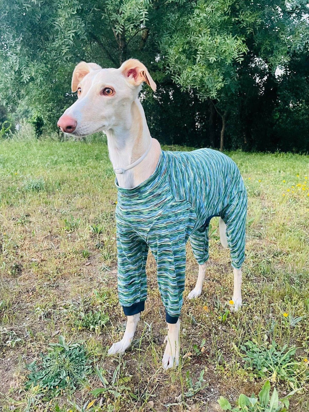 Dog Pajamas - All Sizes - Lightweight Pajamas Greyhound, Whippet ...