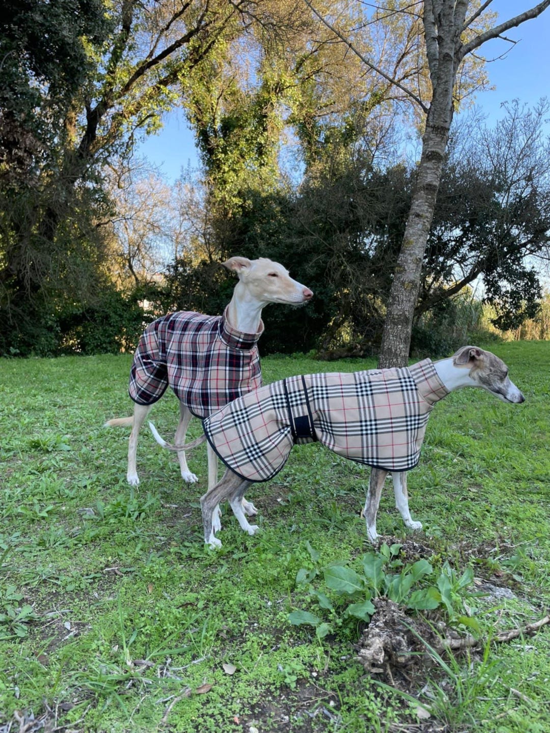 Winter Tartan Dog Coat With Adjustable Clip Strap - All Sizes for ...