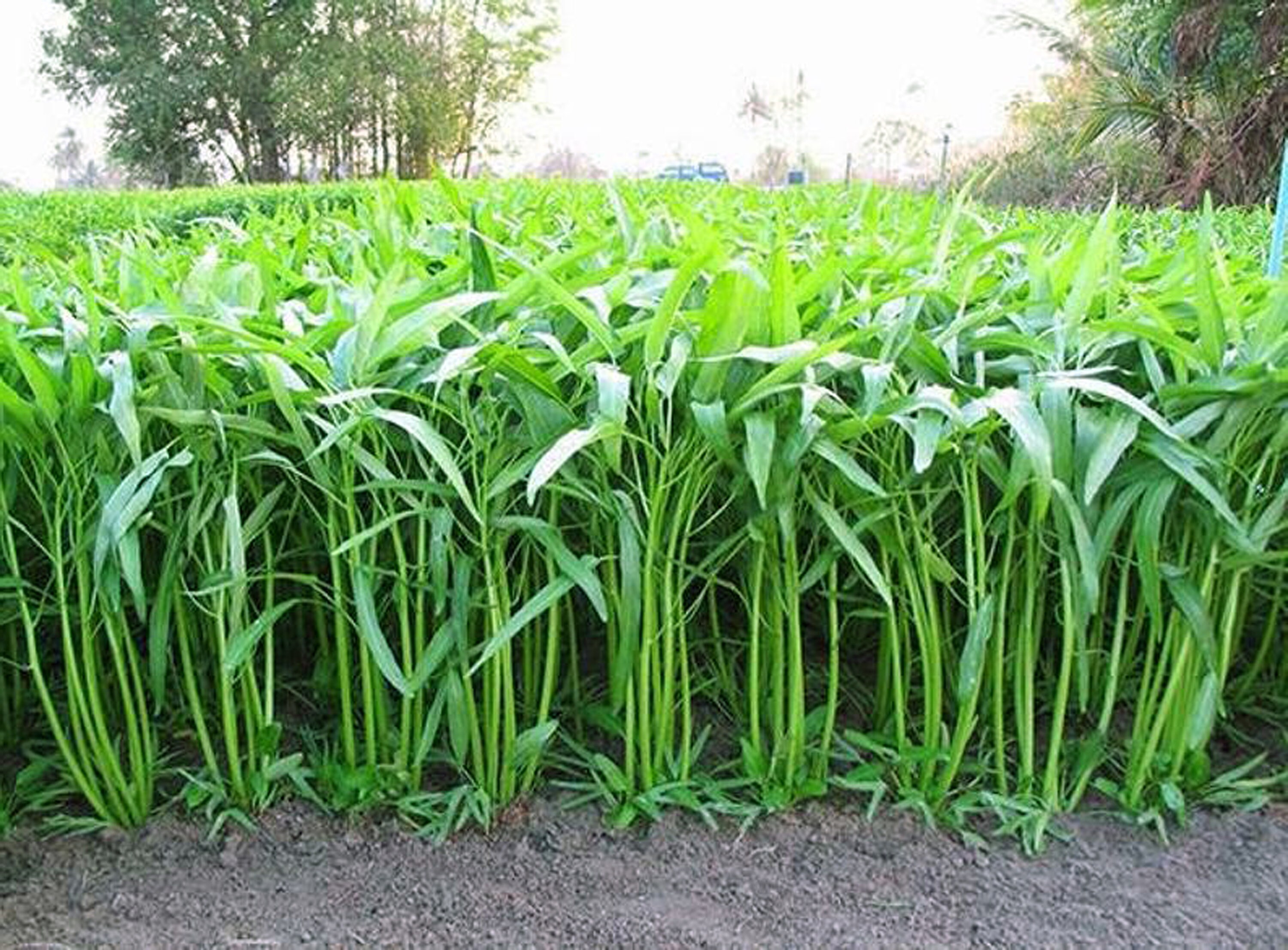 400 Water spinach seeds Kangkong seeds Morning Glory | Etsy