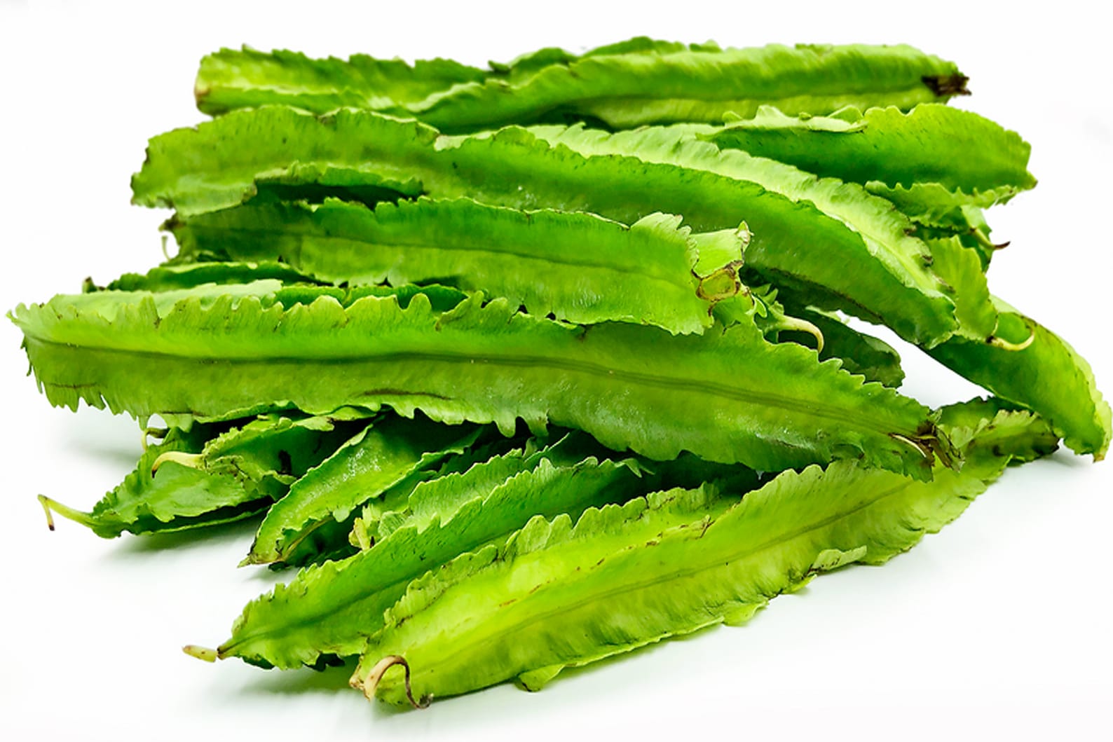 100% Live Winged beans seeds winged beans seeds pack for | Etsy