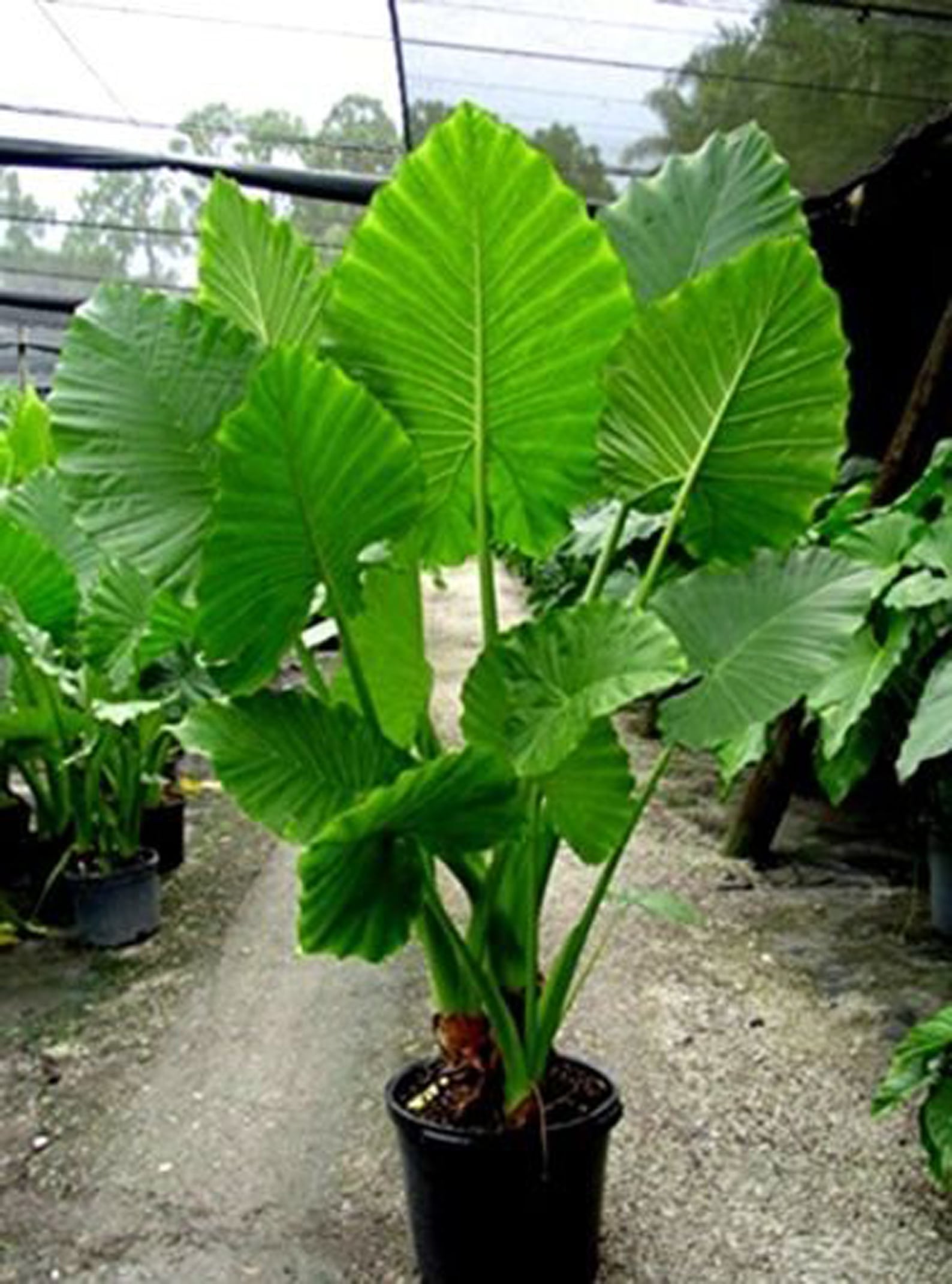 GIANT Elephant Ear Bulbs Colocasia Upright Alocasia | Etsy