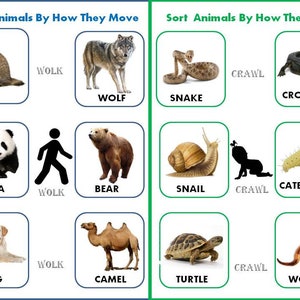 Sorting Game- How Animals Move, Preschool Printable, Homeschool ...