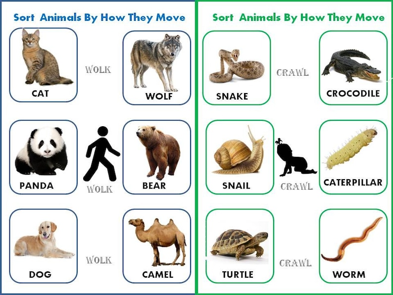Sorting Game- How Animals Move, Preschool Printable, Homeschool ...